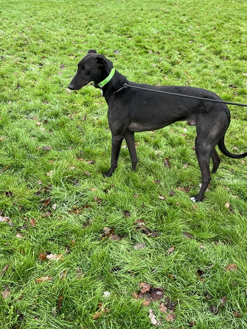 Dogs for Adoption - Monmore Green Retired Greyhound Trust