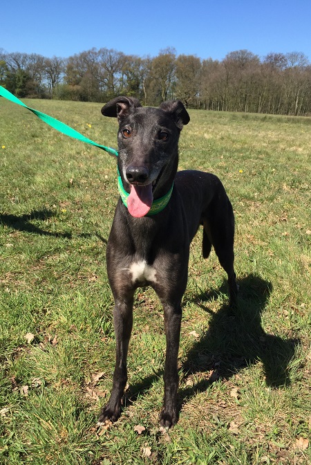 Paddy Gallery - Monmore Green Retired Greyhound Trust