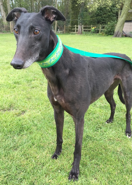 Murray Gallery - Monmore Green Retired Greyhound Trust