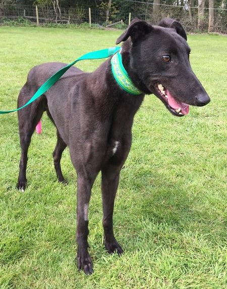 Tom Gallery - Monmore Green Retired Greyhound Trust