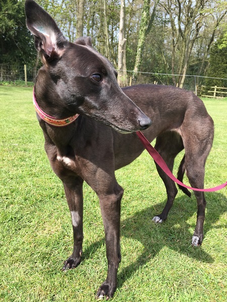 Tina Gallery - Monmore Green Retired Greyhound Trust
