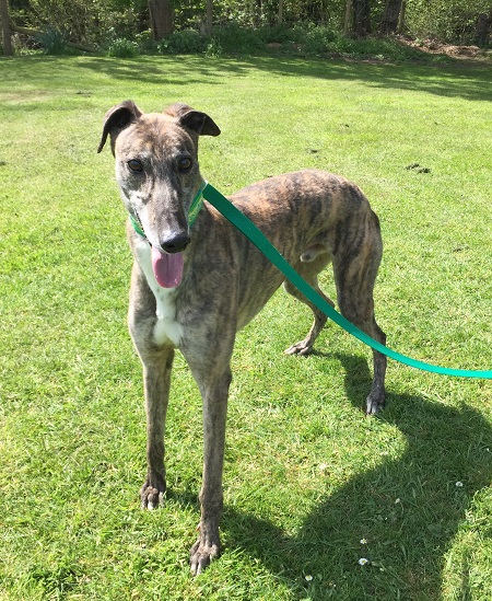 Buzz Gallery - Monmore Green Retired Greyhound Trust